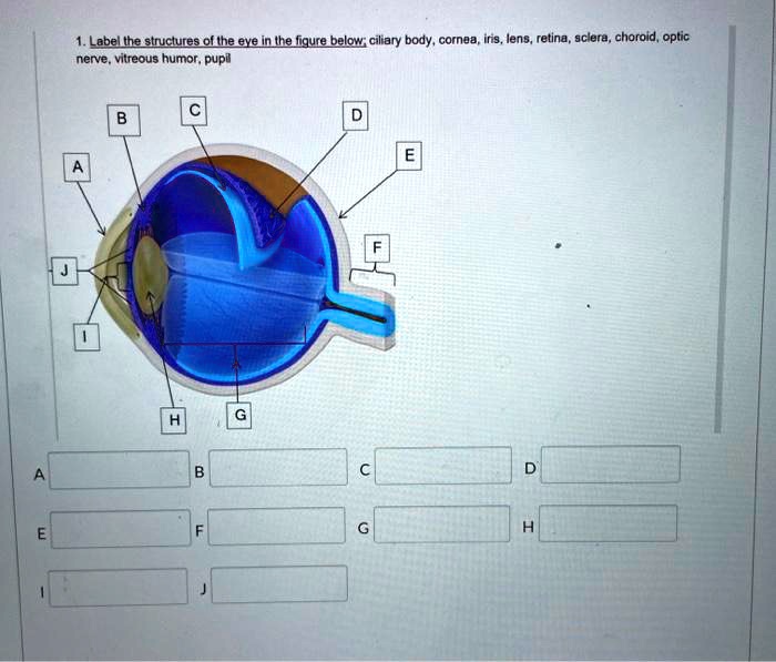 SOLVED: Label the structures of the eye in the figure below: ciliary ...