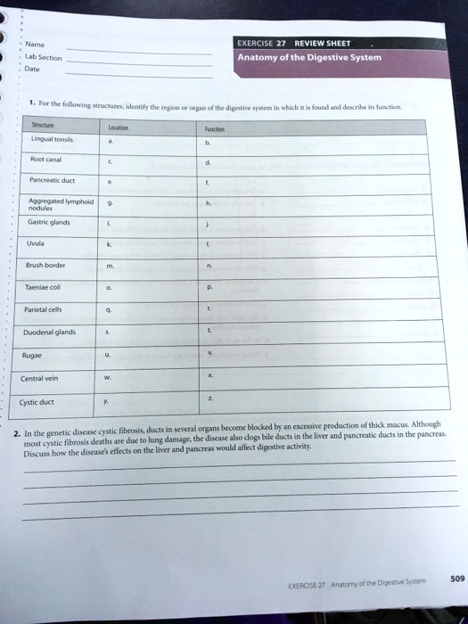 Anatomy Of The Digestive System Review Sheet Anatomy Lecture Notes
