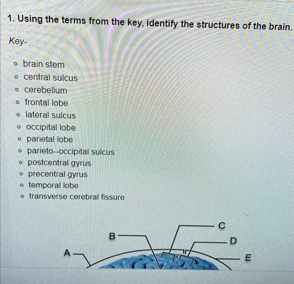 1. Using the terms from the key, identify the structures of the brain. Key- • brain stem ...