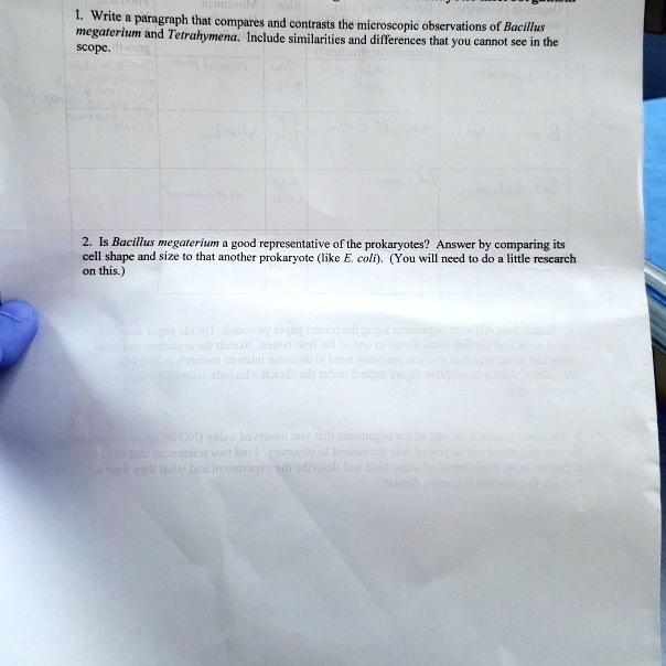 SOLVED: Write paragraph compares and cortrasts the microscopie observations of Bacillus ...