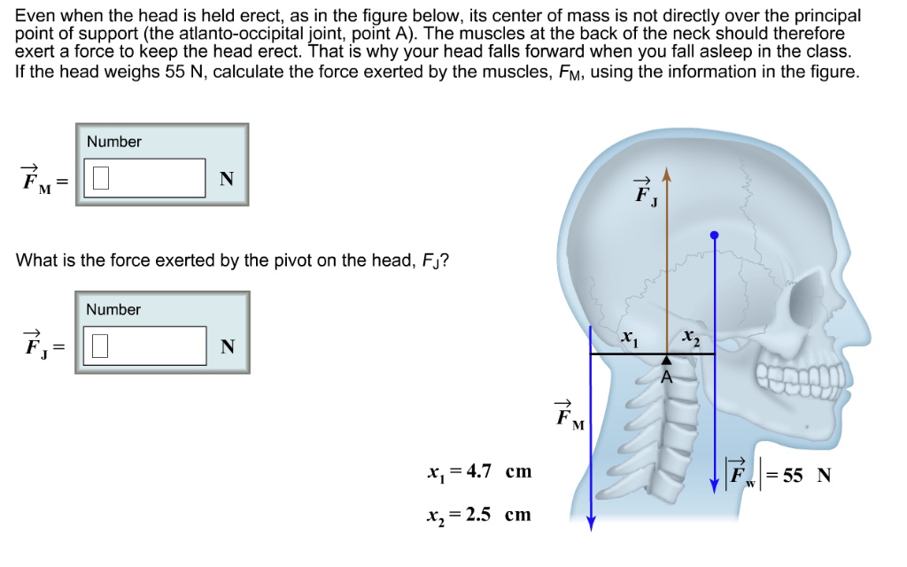 SOLVED:Even when the head is held erect, as in the figure below; its ...