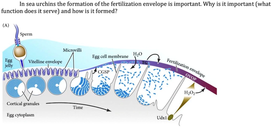 undergrad developmental biology in sea urchins the formation of the ...