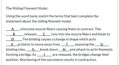 The Sliding Filament Model. Using the word bank, match the terms that ...