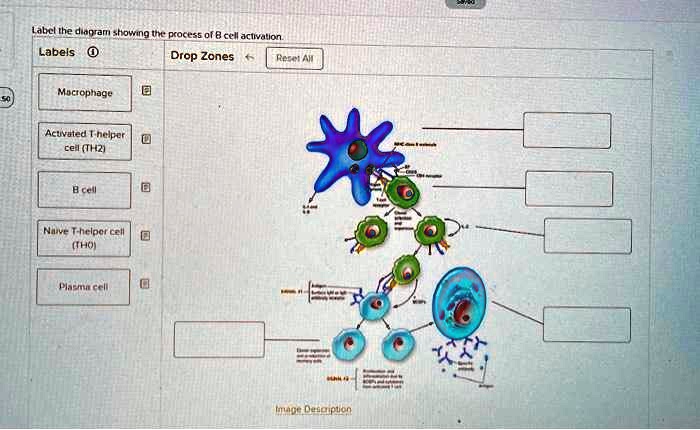 Label the diagram showing the process of B cell activation. Labels Drop ...