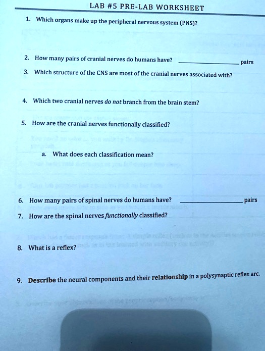 SOLVED: LAB #5 PRE-LAB WORKSHEET: Which organs make up the peripheral ...