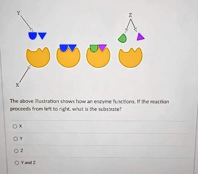 the above illustration shows how an enzyme functions if the reaction ...