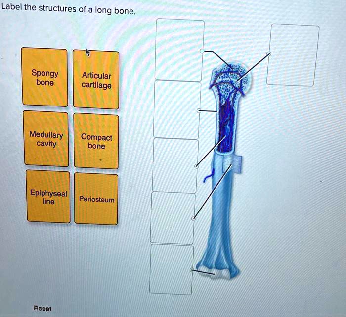 SOLVED: Label the structures of a long bone: - Spongy bone - Articular ...