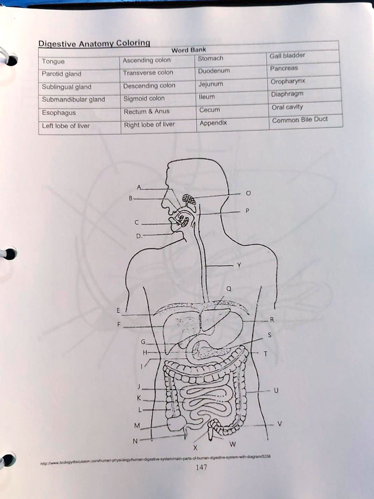 Digestive Anatomy Coloring Word Bank Tongue Ascending colon Stomach ...
