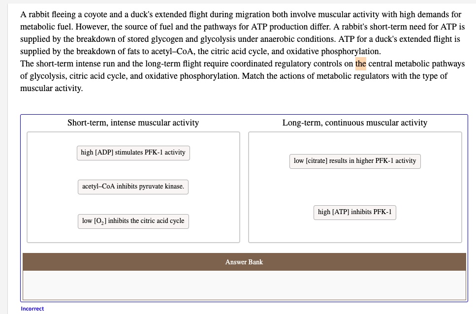a rabbit fleeing coyote and ducks extended flight during migration both ...