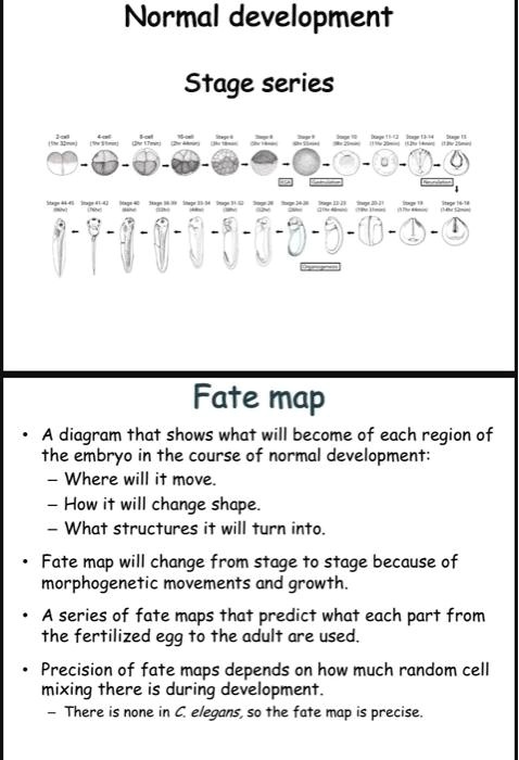 SOLVED:Normal development Stage series Fate map diagram that shows what ...