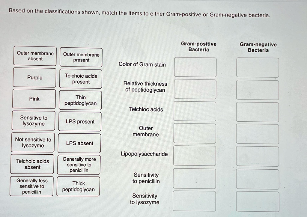 Based on the classifications shown, match the items to either Gram ...