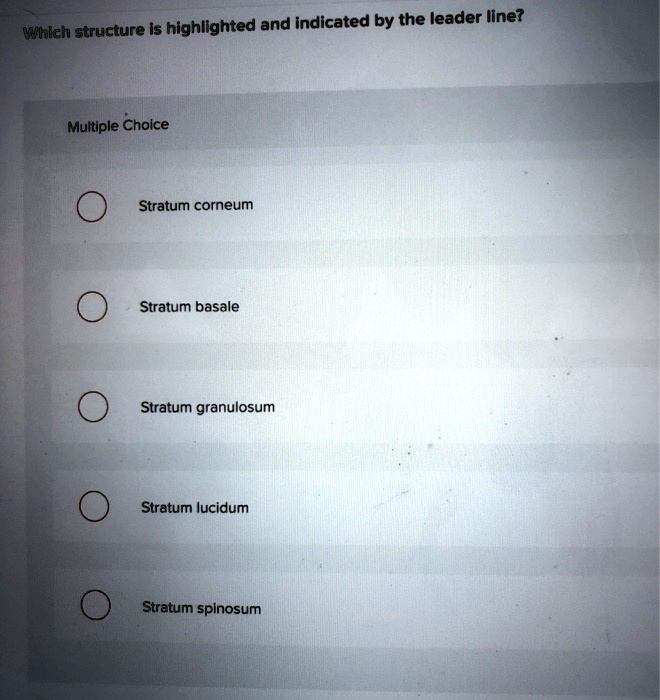 Which structure is highlighted and indicated by the leader line? Multiple Choice Stratum corneum ...