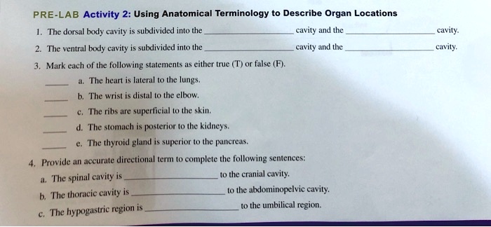 SOLVED: PRE-LAB Activity 2: Using Anatomical Terminology to Describe ...