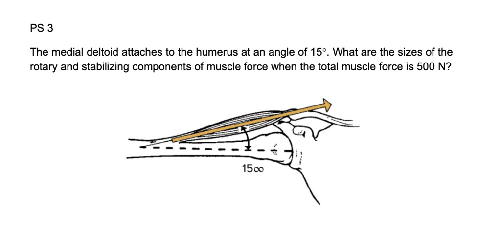 SOLVED: PS 3 The medial deltoid attaches to the humerus at an angle of ...