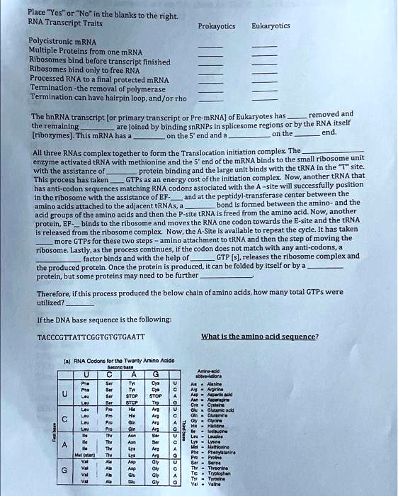 SOLVED: Place "Yes" or "No" in the blanks to the right. RNA Transcript ...