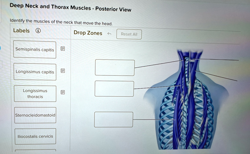 Deep Neck and Thorax Muscles - Posterior View Identify the muscles of ...