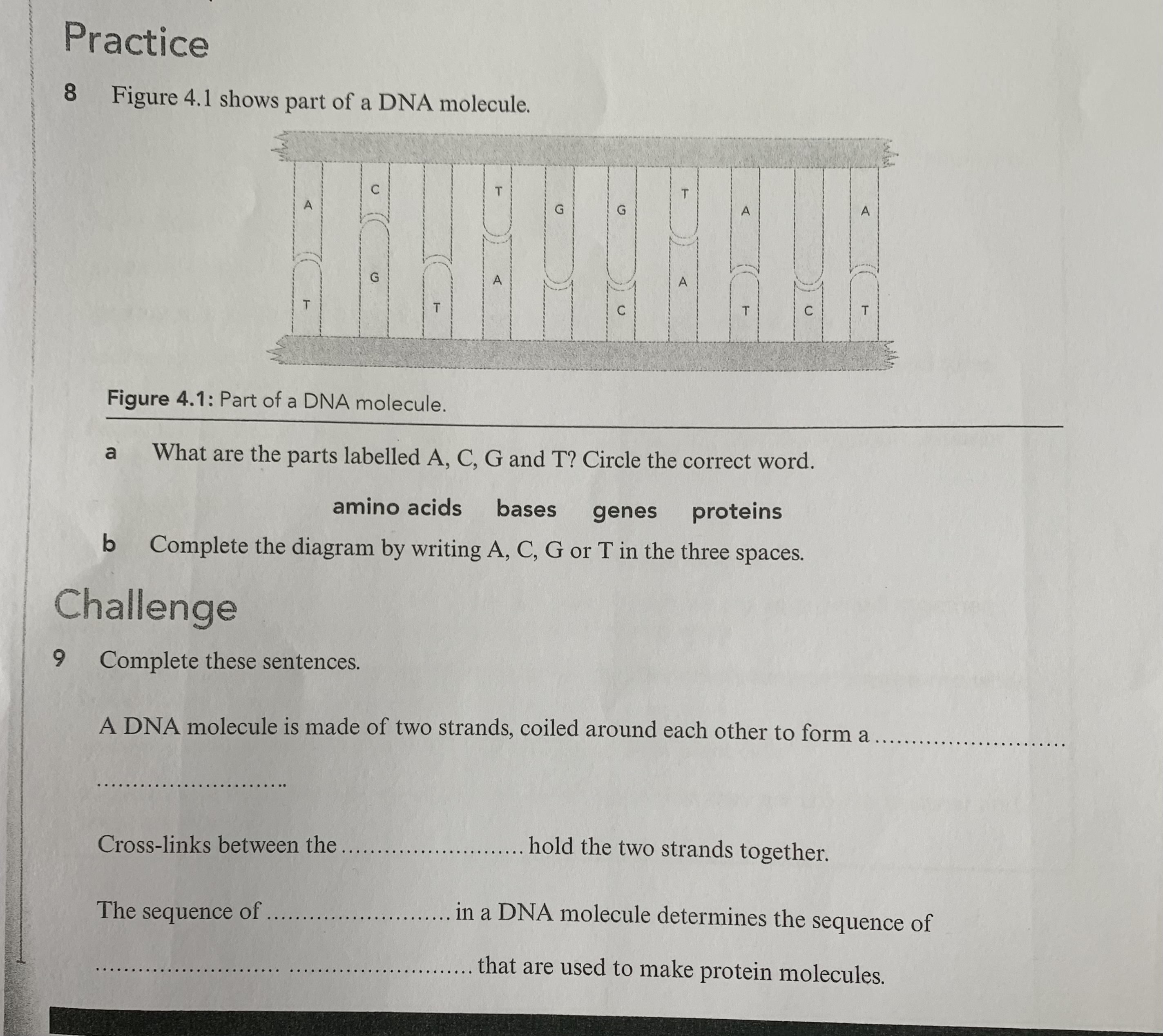 SOLVED: Practice 8 Figure 4.1 shows part of a DNA molecule. Figure 4.1 ...