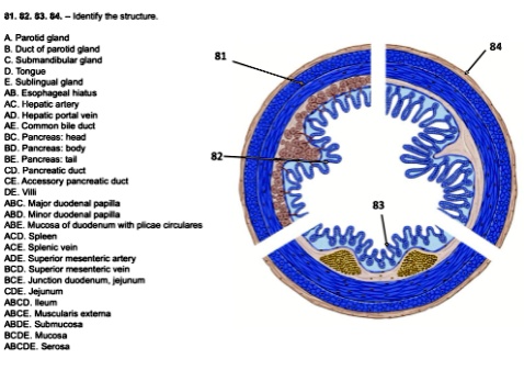 81. 82. 83. 84. - Identify the structure. A. Parotid gland B. Duct of ...