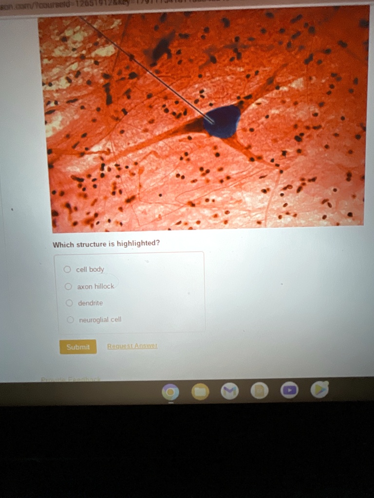 SOLVED: Which structure is highlighted? cell body axon hillock dendrite neuroglial cell Which ...