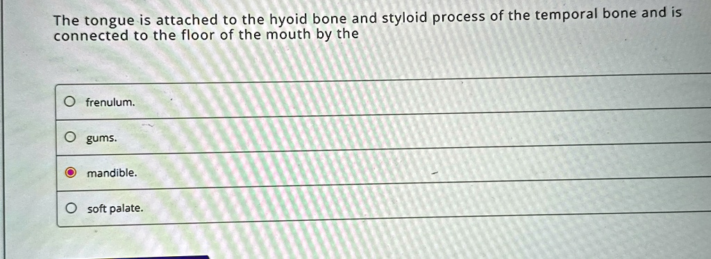 the tongue is attached to the hyoid bone and styloid process of the ...