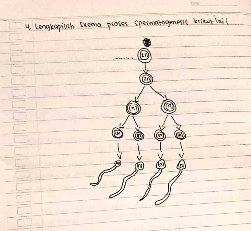 SOLVED: lengkapilah skema proses spermatogenesis brikut ini ...