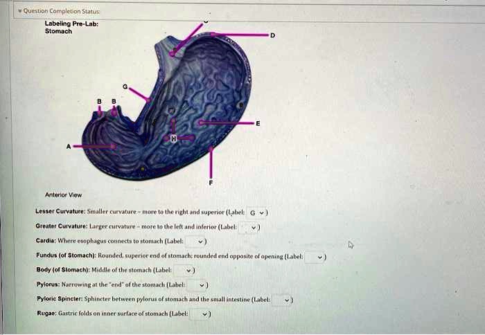 Labelling pre-lab: Stomach Question Completion Status: Labeling Pre-Lab ...