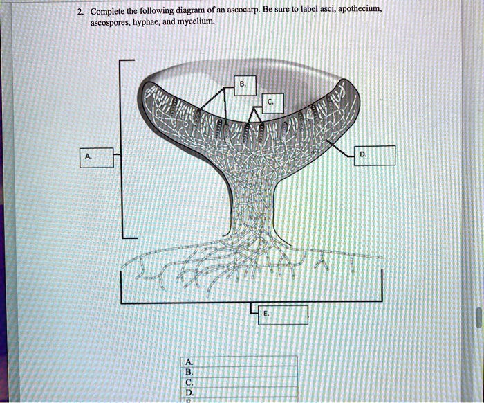 SOLVED: Complete the following diagram of an ascocarp. Be sure to include ascospores, hyphae ...