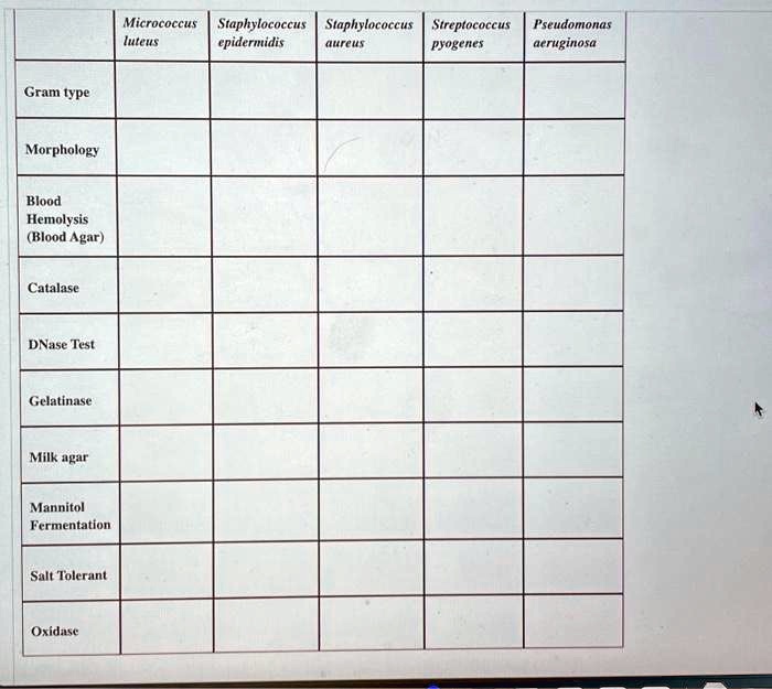 Gram type Morphology Blood Hemolysis (Blood Agar) Catalase DNase Test ...