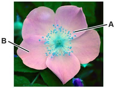 SOLVED: 'Use the drop-down menus to select the names of the labeled ...