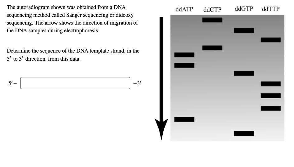 SOLVED: The autoradiogram shown was obtained from DNA sequencing method called Sanger sequencing ...