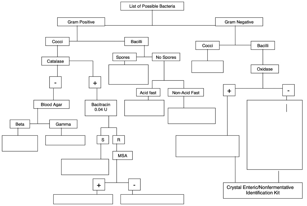 SOLVED: List of Possible Bacteria Gram Positive Gram Negative Cocci ...
