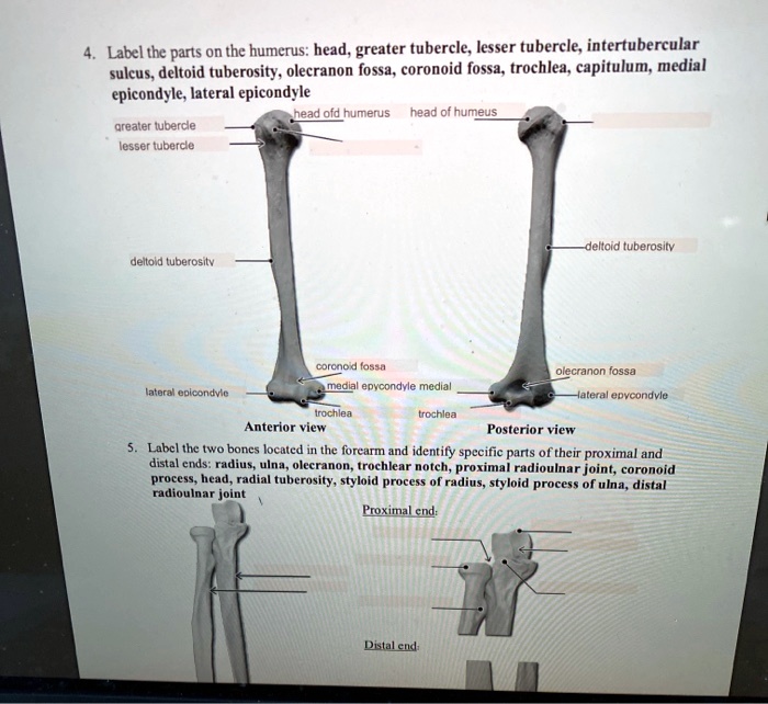 label the parts on the humerus head greater tubercle lesser tubercle ...