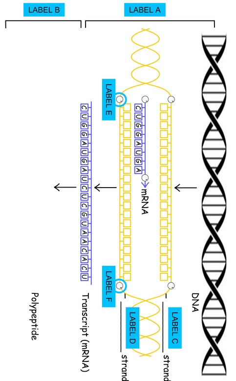 SOLVED: Match each label indicated below with the correct descriptor ...