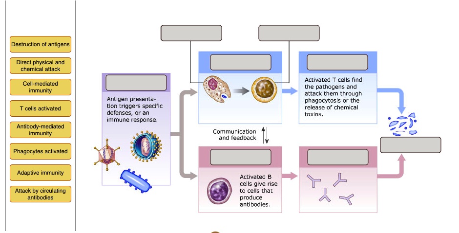 Destruction of antigens Direct physical and chemical attack Cell ...