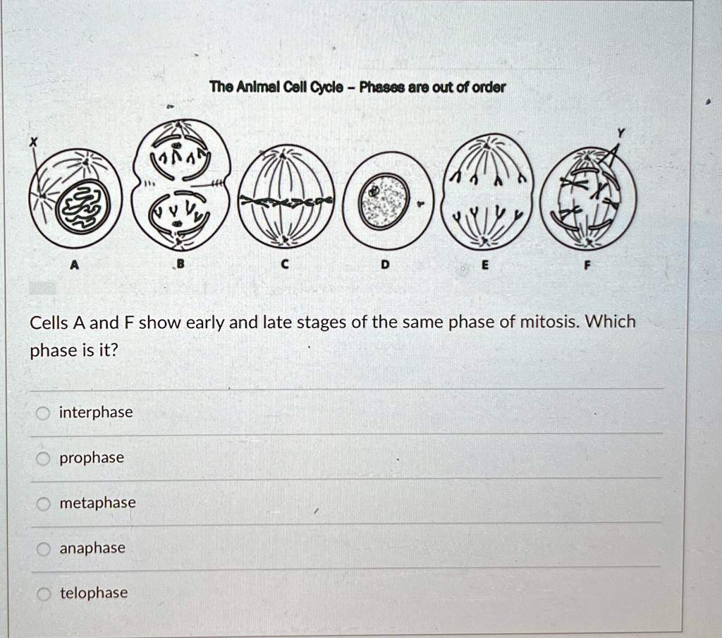 the animal cell cycle phases are out of order a b c d e f y cells a and ...