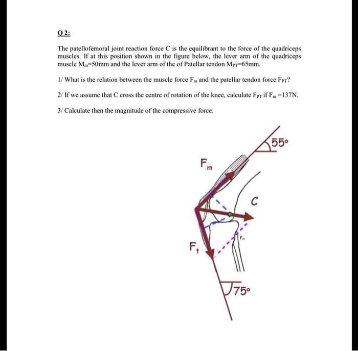 q2 the patellofemoral joint reaction force c is the equilibrant to the ...