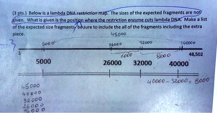 SOLVED: Below is a lambda DNA restriction map. The sizes of the expected fragments are not given ...