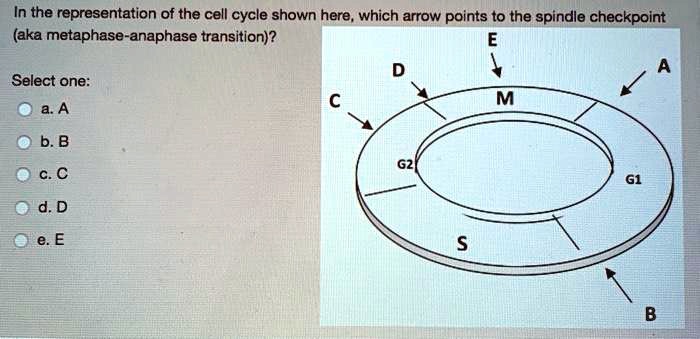in the representation of the cell cycle shown here which arrow points ...