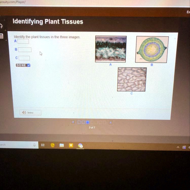 SOLVED: 'Identifying Plant Tissues Identify the plant tissues in the ...