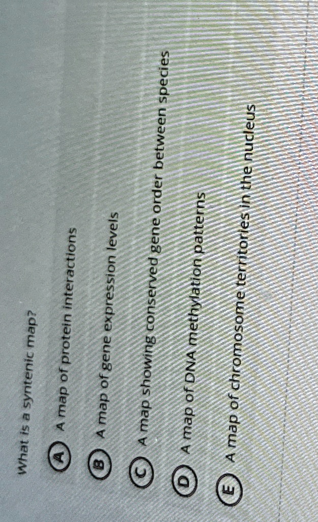 What is a syntenic map? A A map of protein interactions B A map of gene ...