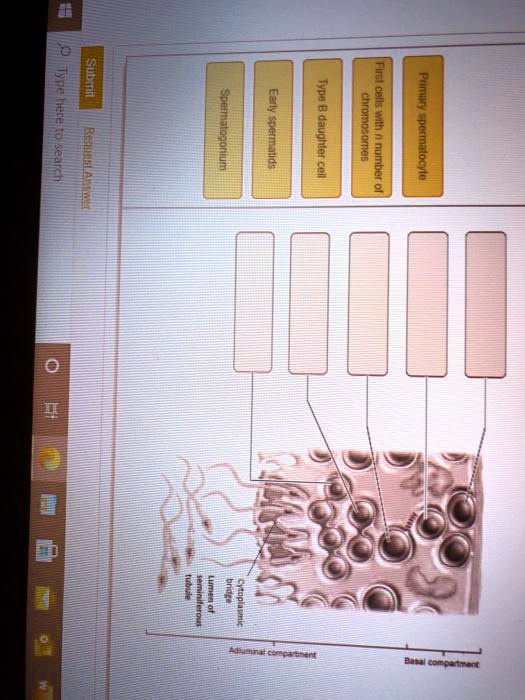SOLVED: Spermatogonium Early spermatids Type B daughter cell ...