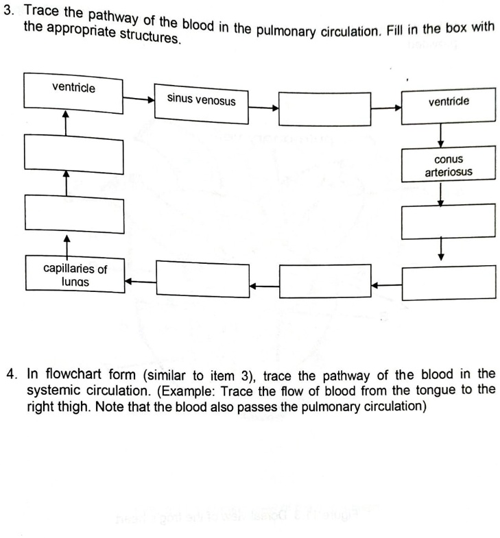 3. Trace the pathway of the blood in the pulmonary circulation. Fill in ...