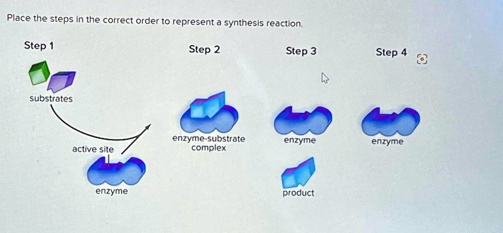 Place the steps in the correct order to represent a synthesis reaction ...