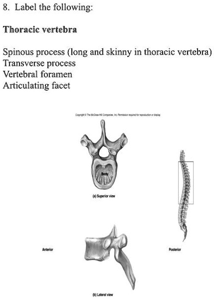 Label the following: Thoracic vertebra Spinous process (long and skinny ...