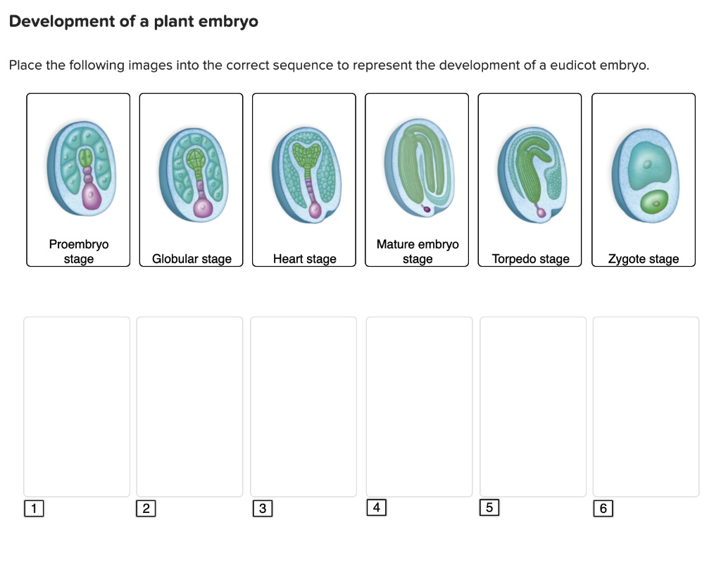 development of a plant embryo place the following images into the ...