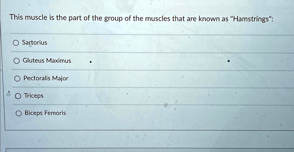 This muscle is part of the group of muscles known as "Hamstrings ...