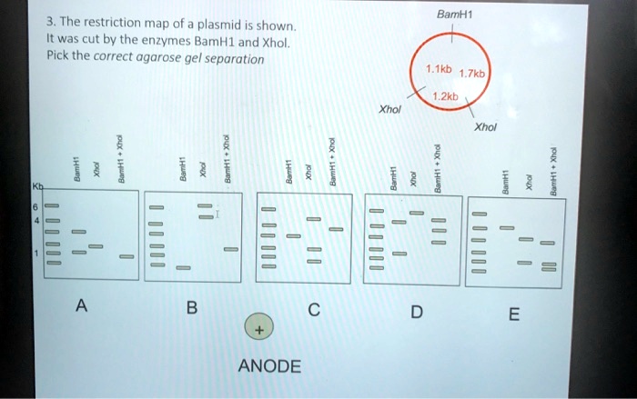 SOLVED: BamH1 The restriction map of plasmid is shown was cut by the ...
