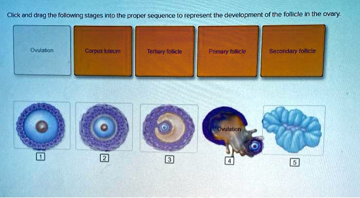 Click and drag the following stages into the proper sequence to represent the development of the ...