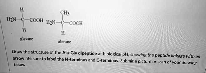 SOLVED: CH; COOH HoN COOH HiN eheine Alanine Draw the structure of the ...
