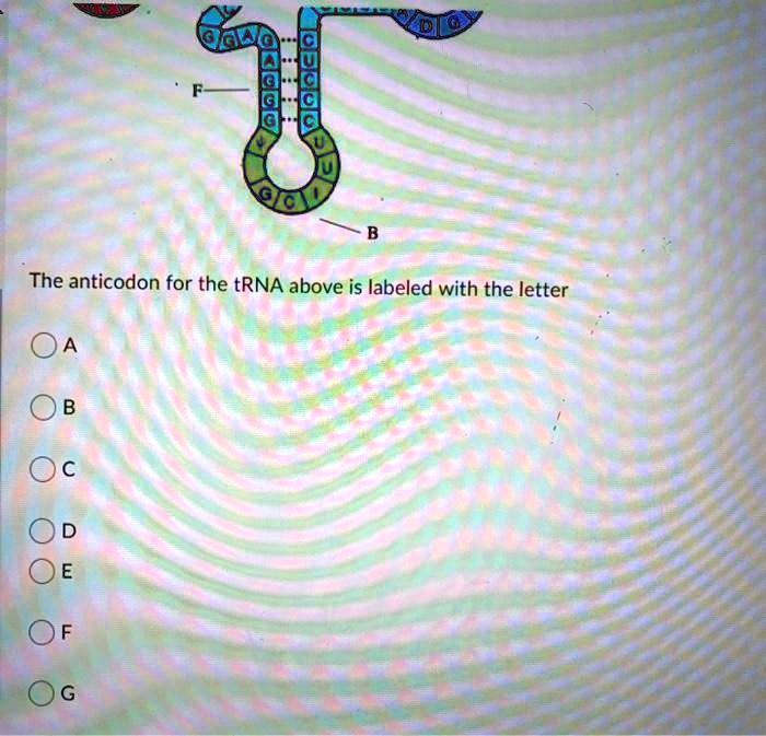 SOLVED: The anticodon for the tRNA above is labeled with the letter : OF